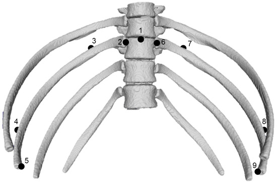 The Relationship of the Lower Ribcage with Liver and Gut Size ...