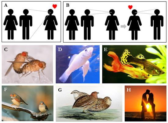 Generalization Increases the Adaptive Value of Mate Choice Copying When ...