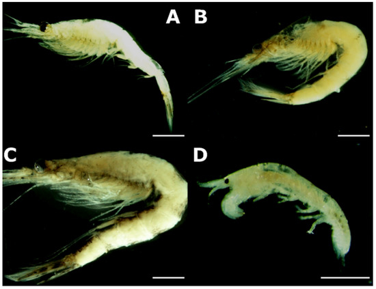 Hydrobiology | An Open Access Journal from MDPI