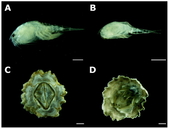 Hydrobiology | An Open Access Journal from MDPI
