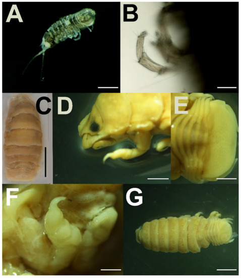 Hydrobiology | An Open Access Journal from MDPI