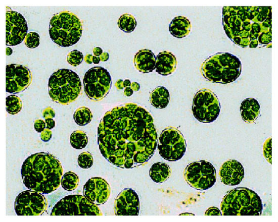 Hydrobiology | An Open Access Journal from MDPI