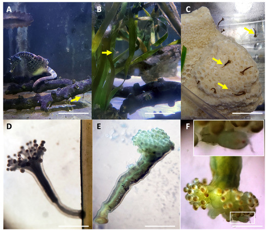 Hydrobiology | An Open Access Journal from MDPI