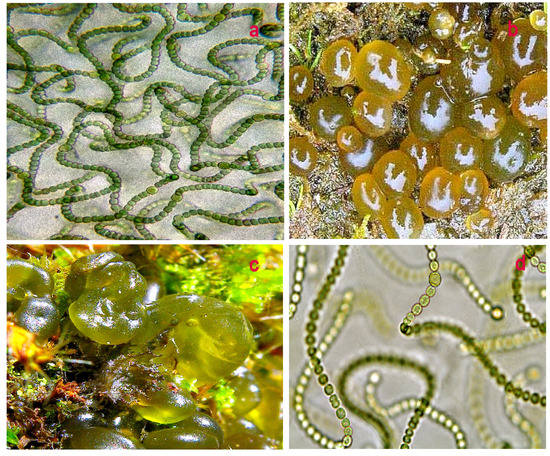 Hydrobiological Aspects of Fatty Acids: Unique, Rare, and Unusual Fatty ...