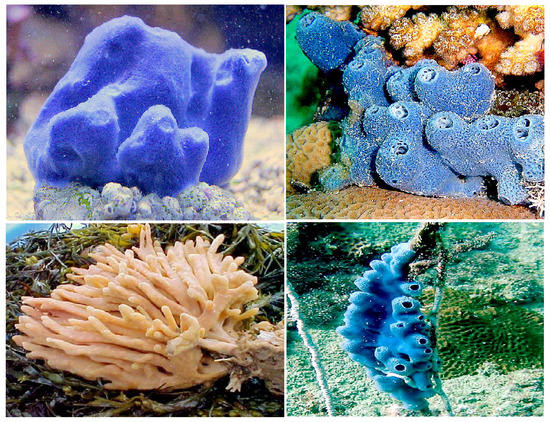 Hydrobiology | An Open Access Journal from MDPI