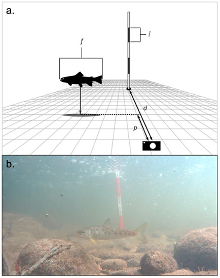 The Potential Use of Remote Underwater Video (RUV) to Evaluate Small ...