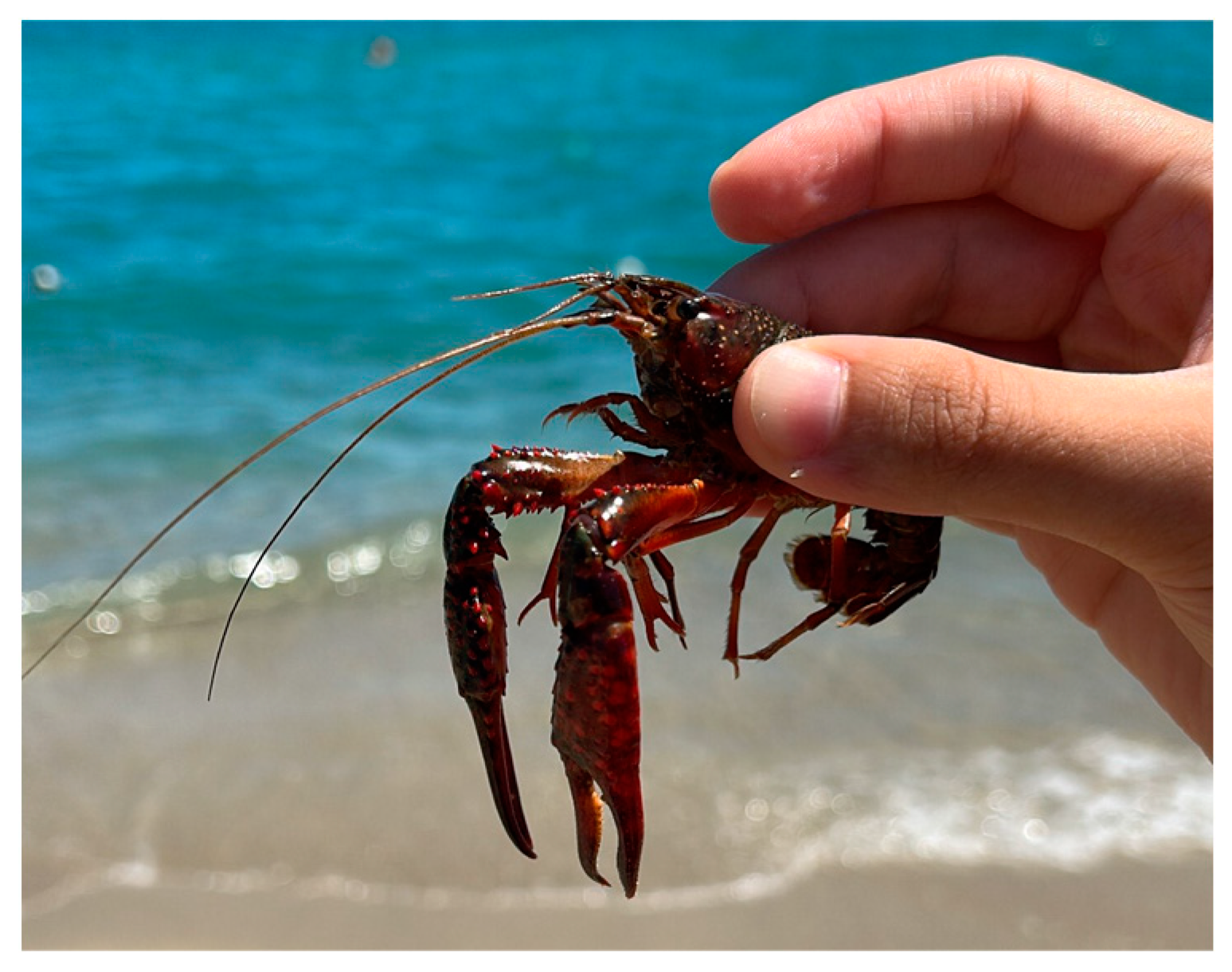 From Fresh to Salt Waters: First Reports of the Red Swamp Crayfish ...