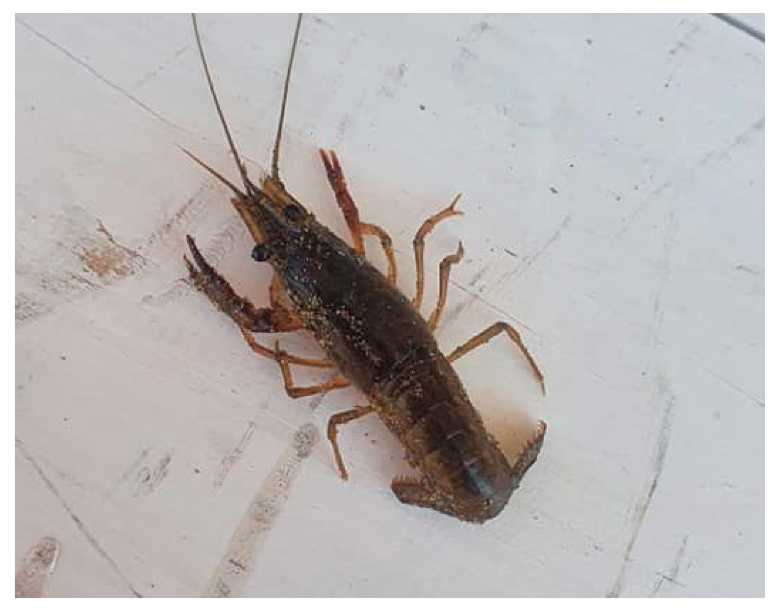 From Fresh to Salt Waters: First Reports of the Red Swamp Crayfish ...