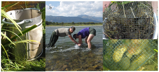 Assessing Methods to Monitor Aquatic Invertebrates in a Large River ...