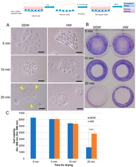 Hydrogen-Rich Water Prevents Dehydration-Induced Cellular Oxidative ...