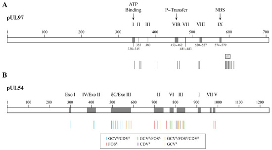 Management of Cytomegalovirus Infections in the Era of the Novel ...