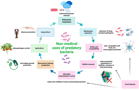 Predatory Bacteria in the Treatment of Infectious Diseases and Beyond