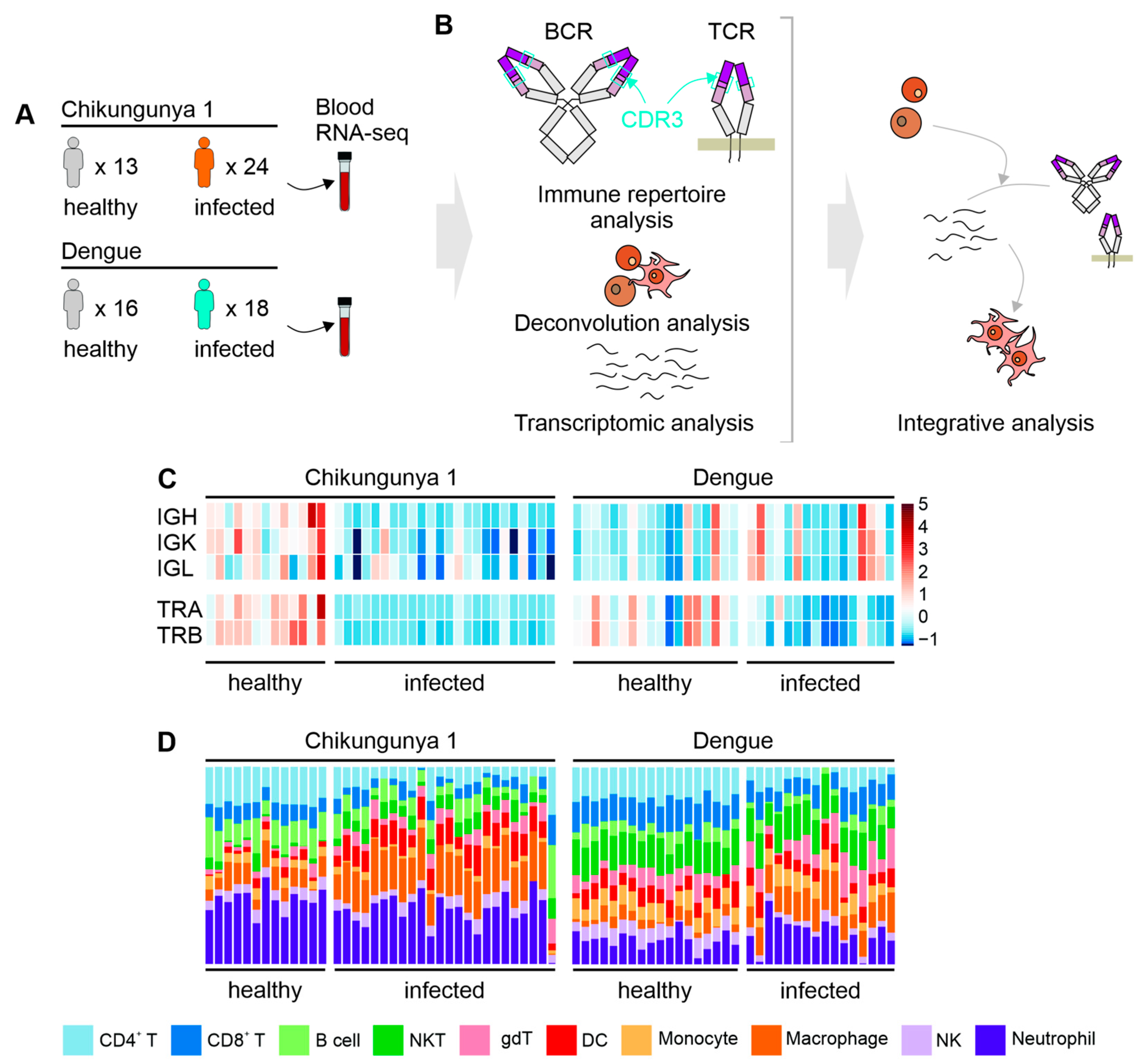 Chikungunya-Driven Gene Expression Linked to Osteoclast Survival and ...