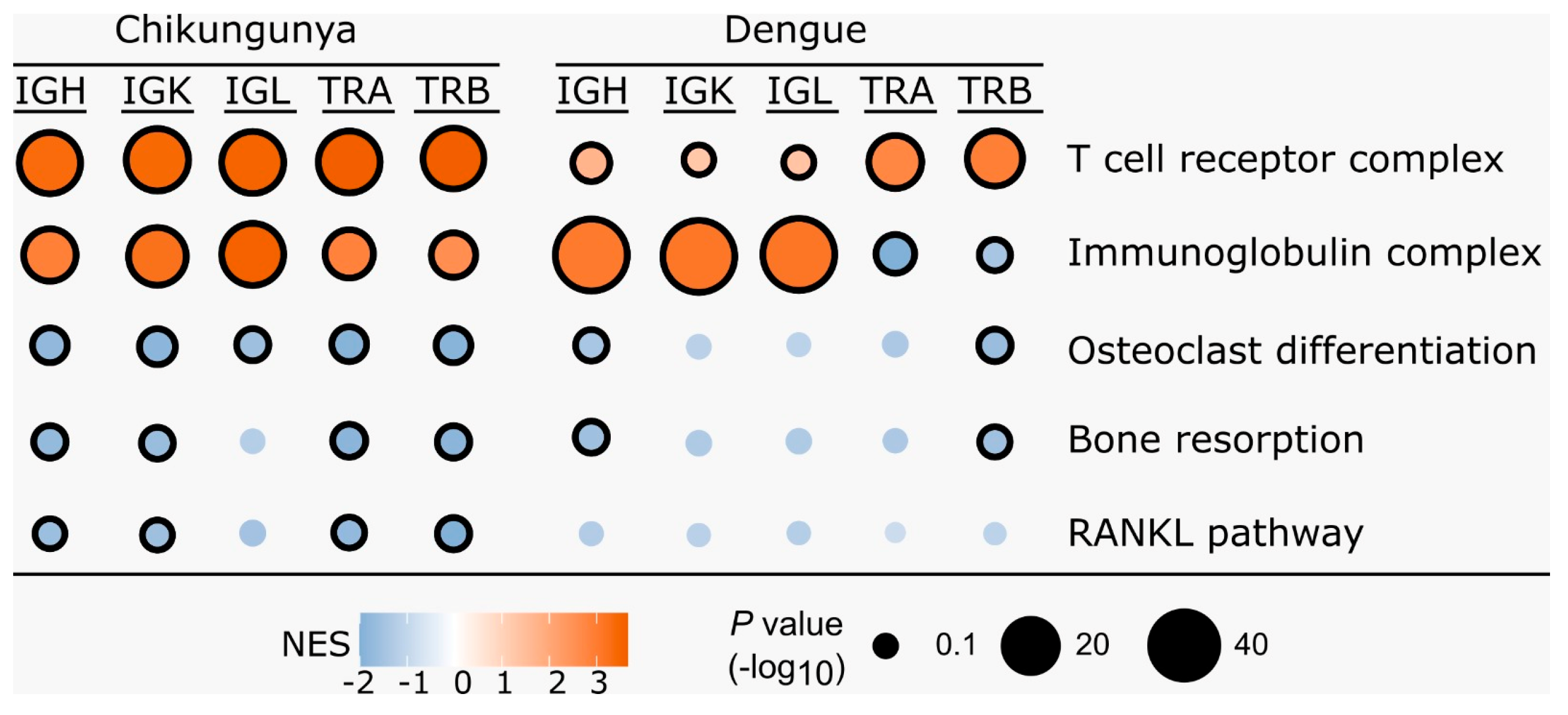 Chikungunya-Driven Gene Expression Linked to Osteoclast Survival and ...
