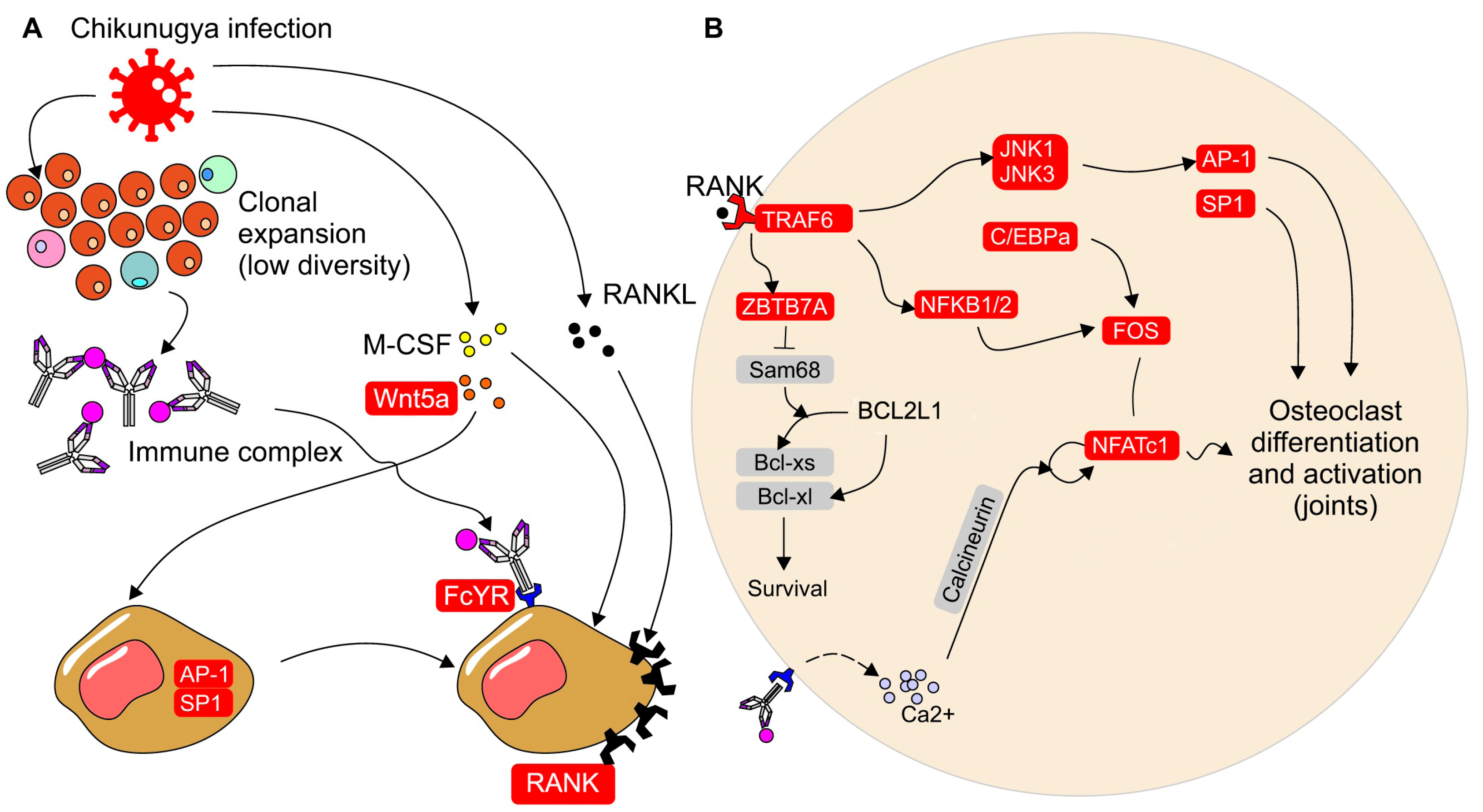 Chikungunya-Driven Gene Expression Linked to Osteoclast Survival and ...