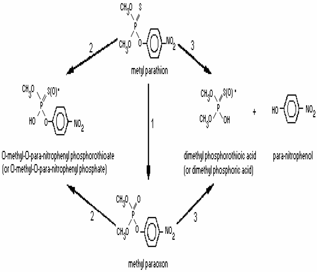Environmental Toxicology and Health Effects Associated with Methyl ...