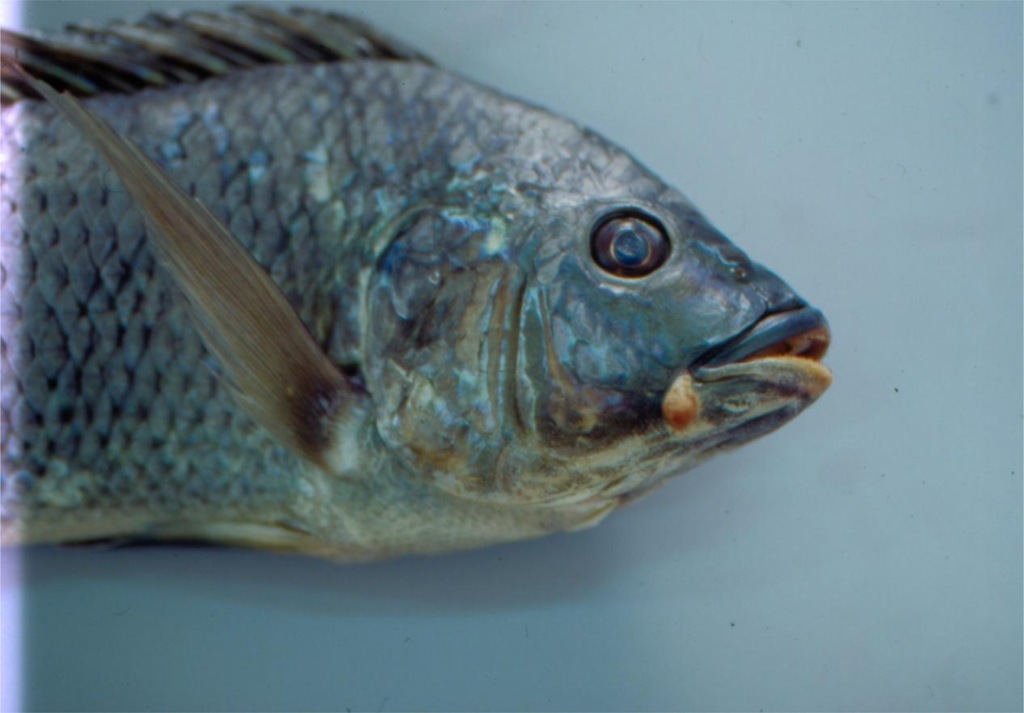 IJERPH | Free Full-Text | Morphological Deformities as Biomarkers in ...