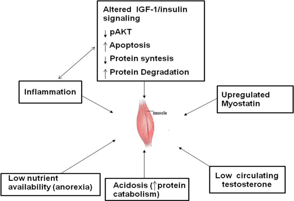 Protein-Energy Wasting and Mortality in Chronic Kidney Disease