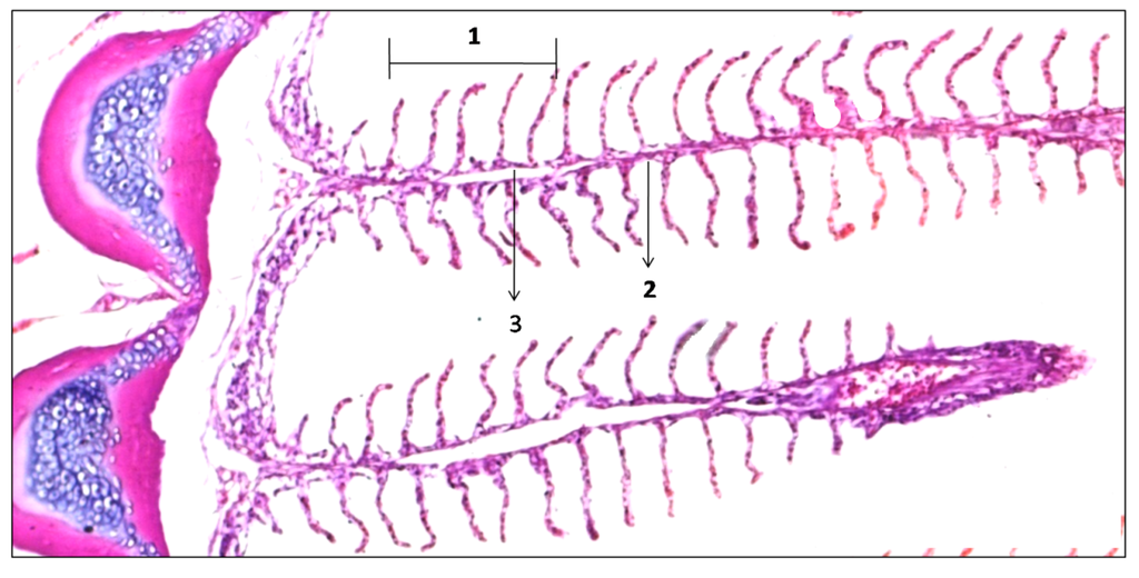Histological Changes in Gills of Two Fish Species as Indicators of ...
