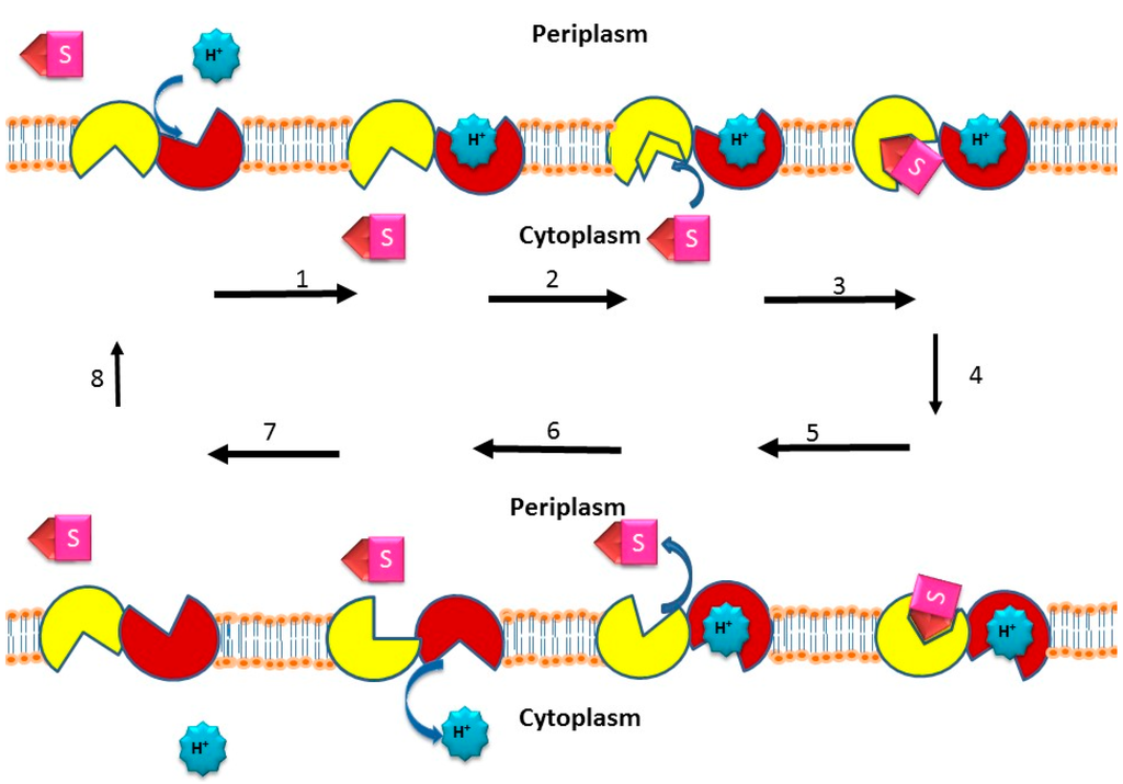 Multidrug Efflux Pumps from Enterobacteriaceae, Vibrio cholerae and ...