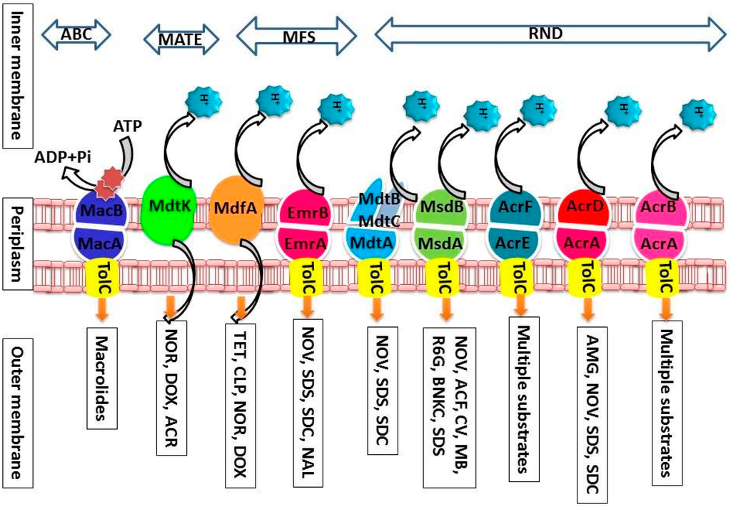 Multidrug Efflux Pumps from Enterobacteriaceae, Vibrio cholerae and ...
