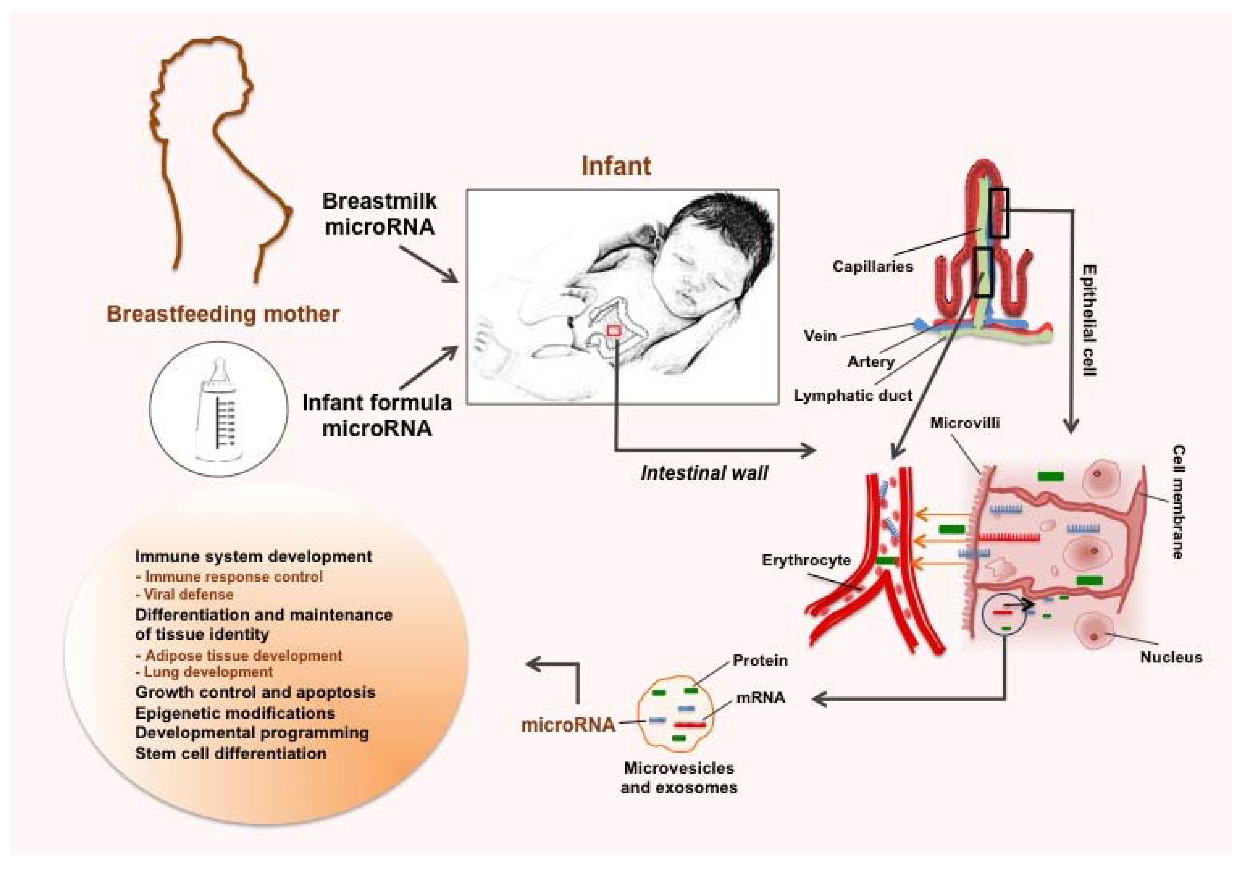Ijerph Free Full Text Micrornas In Breastmilk And The Lactating