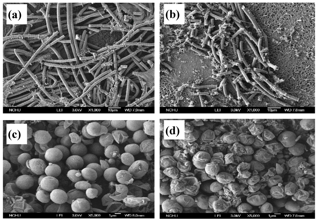 IJERPH | Special Issue : Water Microbial Pollution and Disinfection