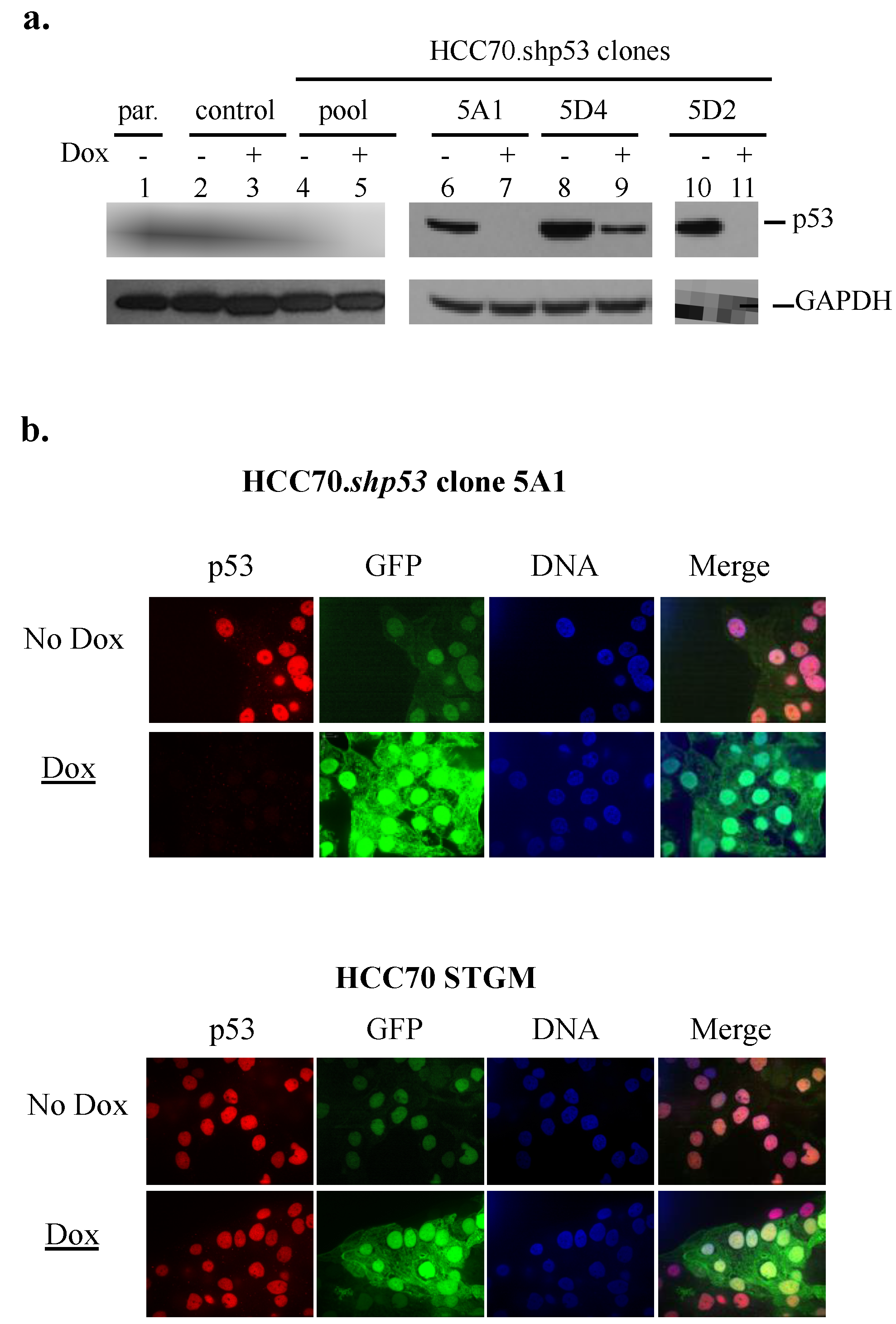 Hot Spot Mutation in TP53 (R248Q) Causes Oncogenic Gain-of-Function Phenotypes in a Breast ...