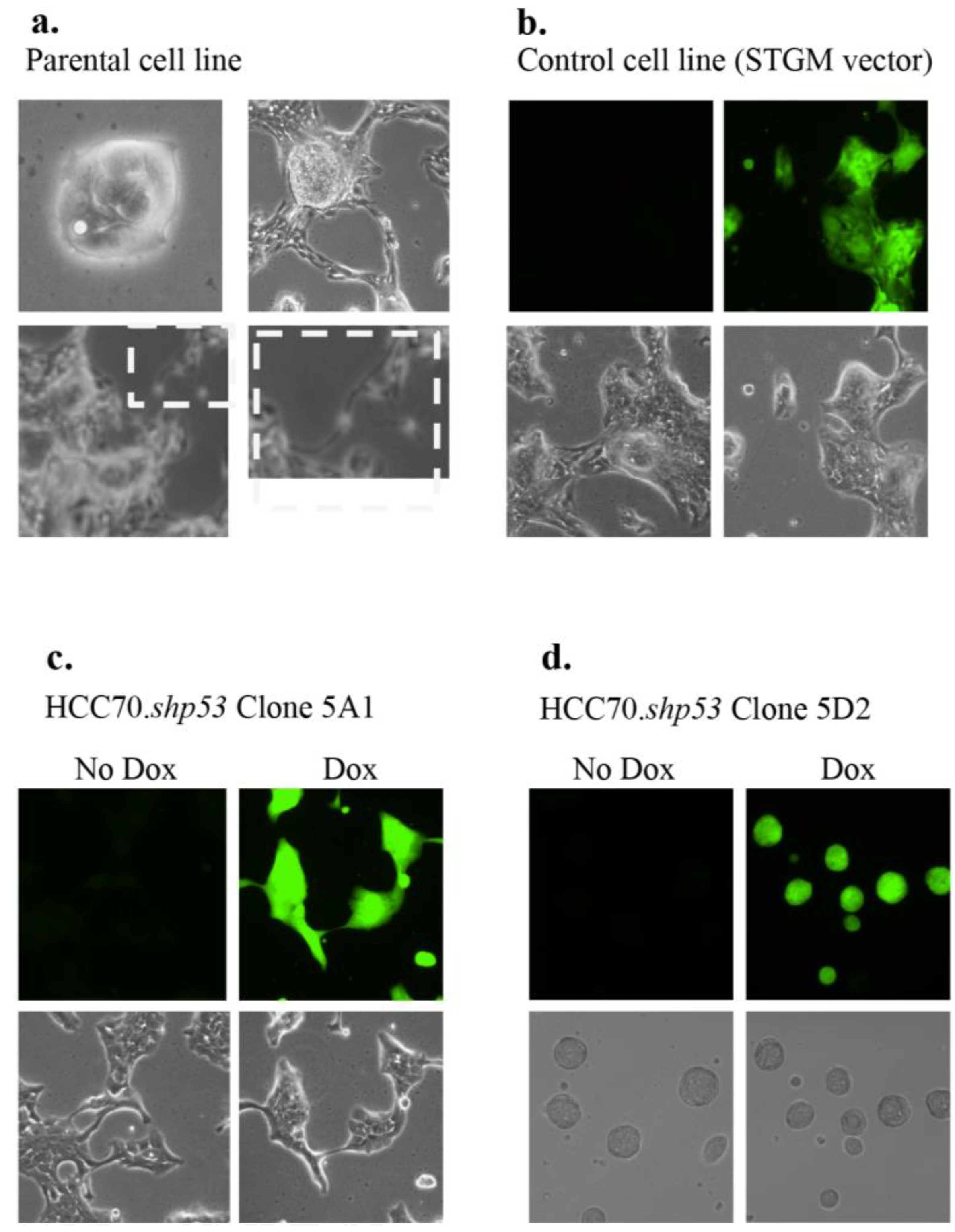 IJERPH | Free Full-Text | Hot Spot Mutation in TP53 (R248Q) Causes ...