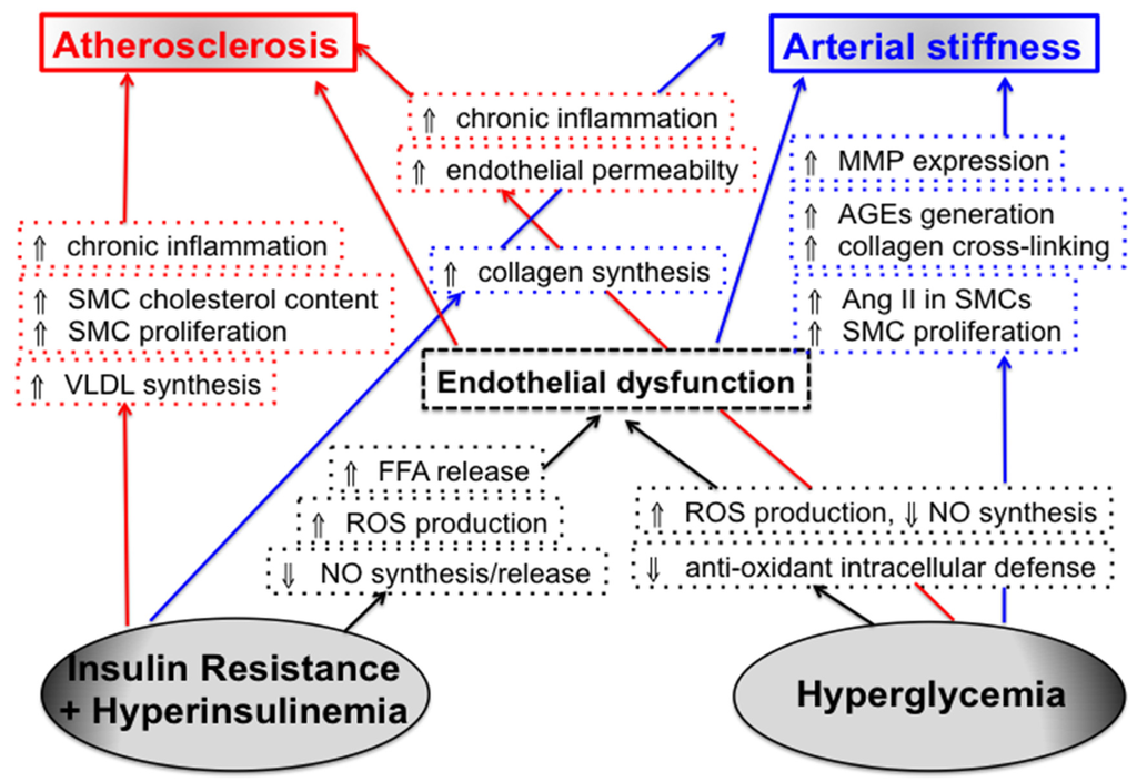 Diabetes Mellitus, ArterialWall, and Cardiovascular Risk Assessment