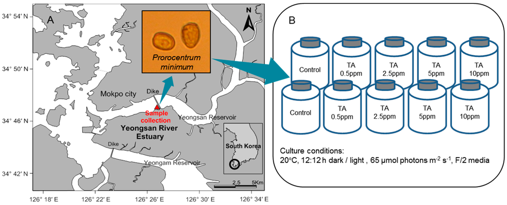 Physiological and Molecular Response of Prorocentrum minimum to Tannic ...