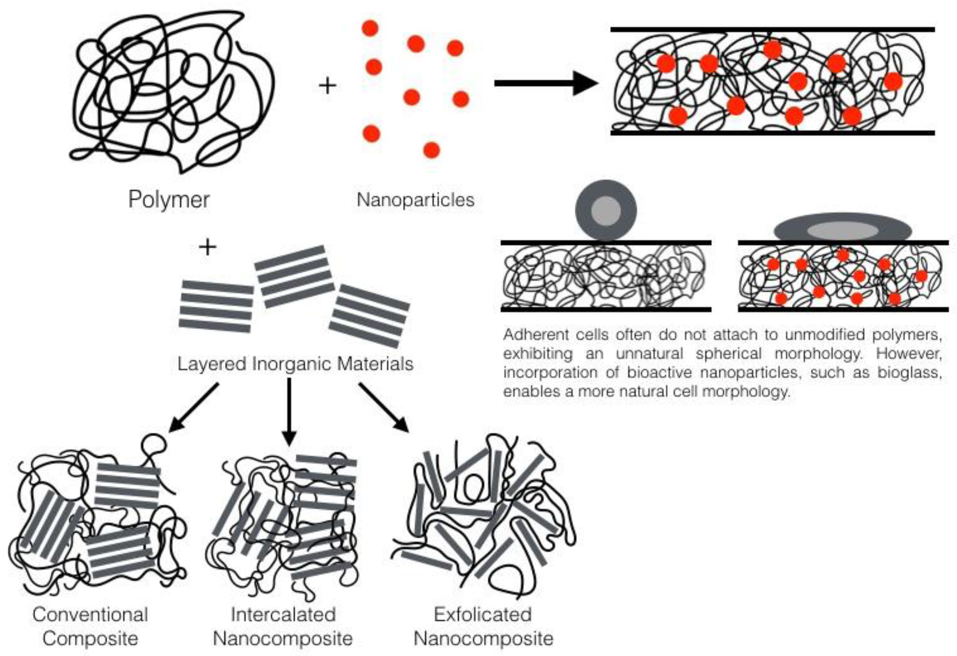 Bioactive Nanocomposites for Tissue Repair and Regeneration: A Review