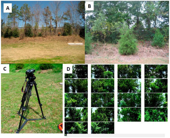 Phenology of a Vegetation Barrier and Resulting Impacts on Near-Highway ...