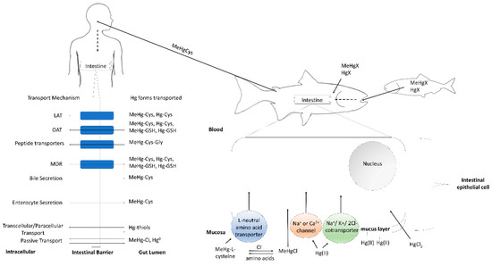 A Review of Mercury Bioavailability in Humans and Fish