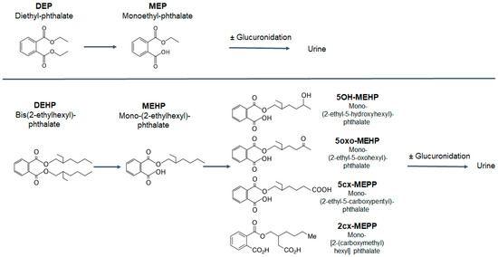 Excretion of Urinary Metabolites of the Phthalate Esters DEP and DEHP ...