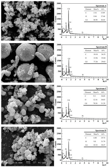 Study on the Remediation of Cd Pollution by the Biomineralization of ...