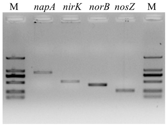 Characterization of Aerobic Denitrifying Bacterium Pseudomonas ...
