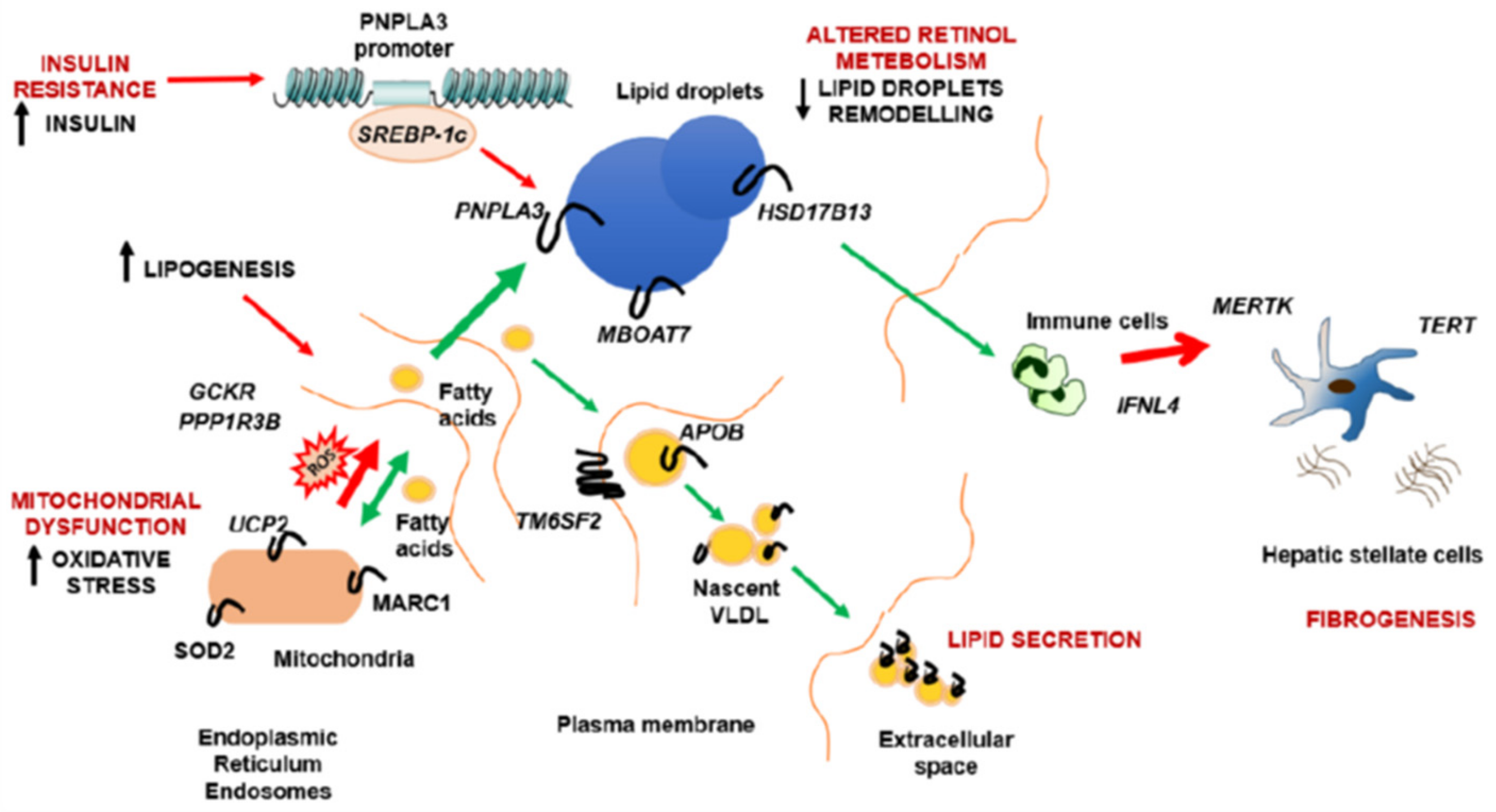 Novel Insights into the Genetic Landscape of Nonalcoholic Fatty Liver ...