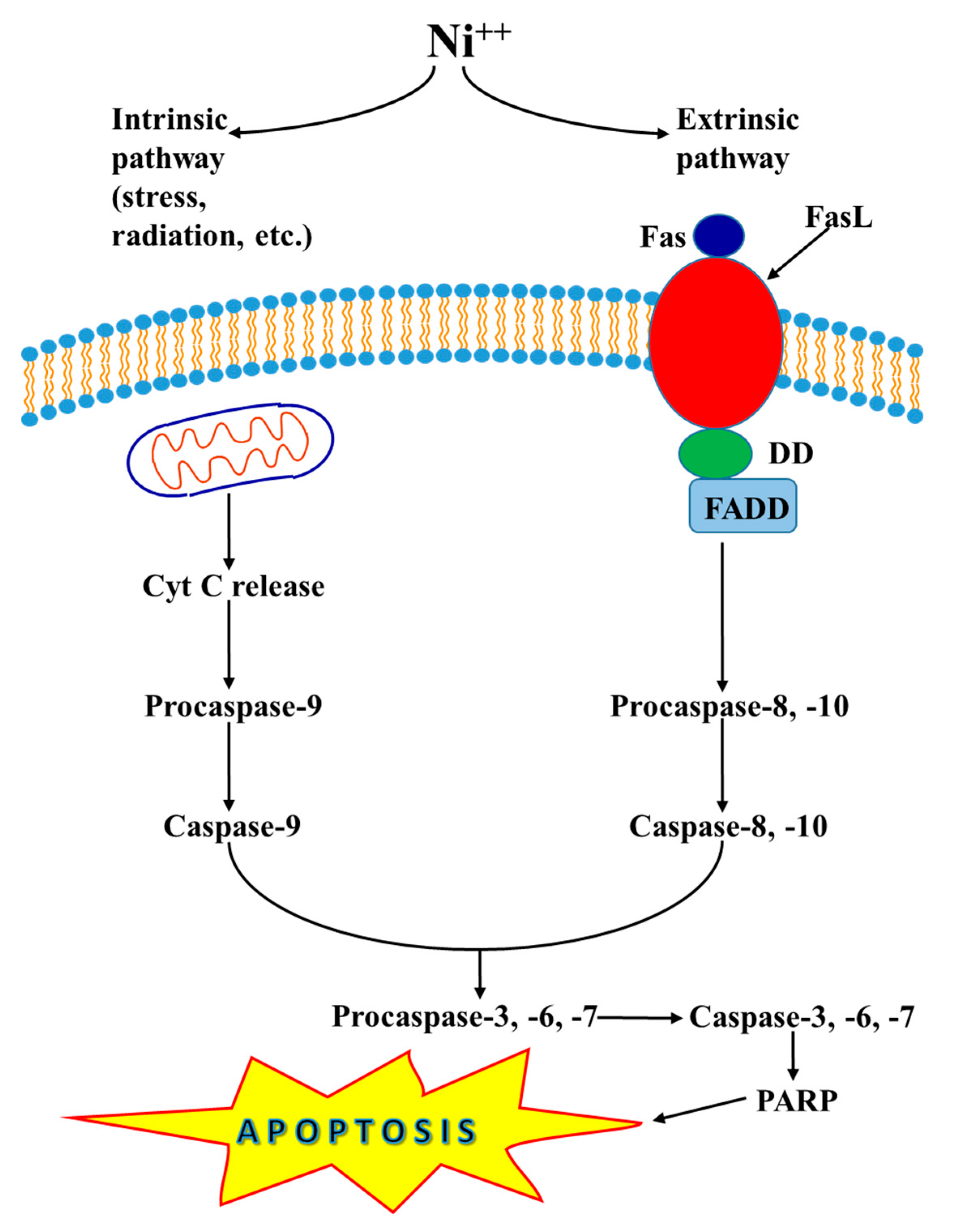 Ijerph Free Full Text Nickel Human Health And Environmental Toxicology