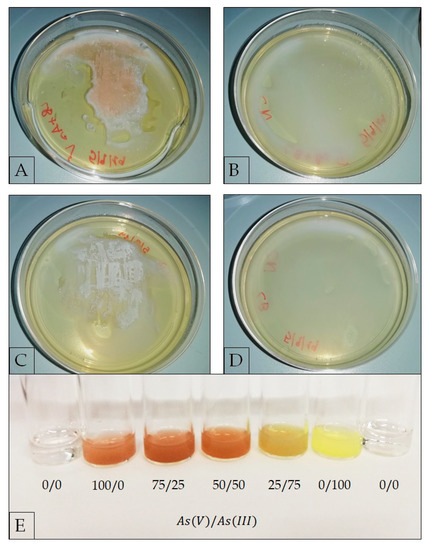 Identification of a New Heavy-Metal-Resistant Strain of Geobacillus ...