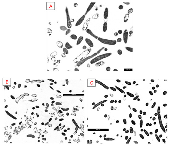 Identification of a New Heavy-Metal-Resistant Strain of Geobacillus ...