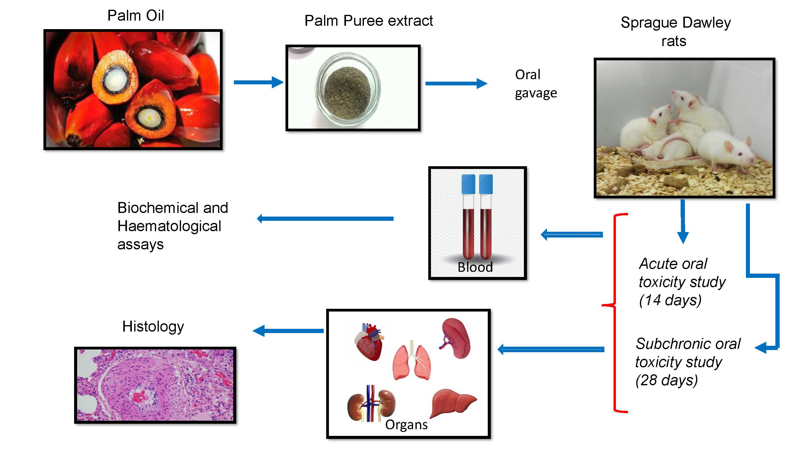IJERPH | Free Full-Text | Acute and Subchronic Oral Toxicity of Oil ...