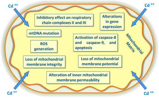 The Effects of Cadmium Toxicity