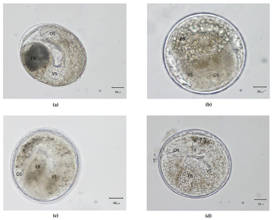 Discovery of Carcinogenic Liver Fluke Metacercariae in Second ...