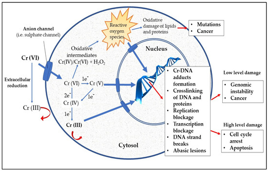 Chromium Pollution in European Water, Sources, Health Risk, and ...