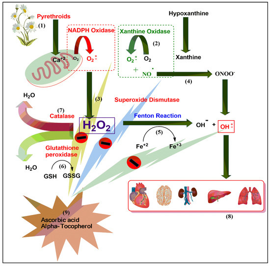 Pyrethroid-Induced Organ Toxicity and Anti-Oxidant-Supplemented ...