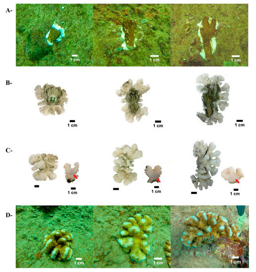 Micro-Fragmentation as an Effective and Applied Tool to Restore Remote ...