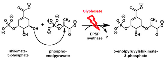 Herbicide Glyphosate: Toxicity and Microbial Degradation