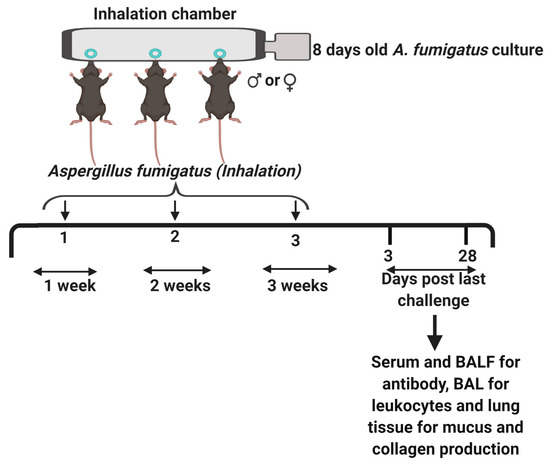 Factors Contributing to Sex Differences in Mice Inhaling Aspergillus ...