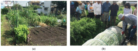 How Does Urban Farming Benefit Participants’ Health? A Case Study of Allotments and Experience ...